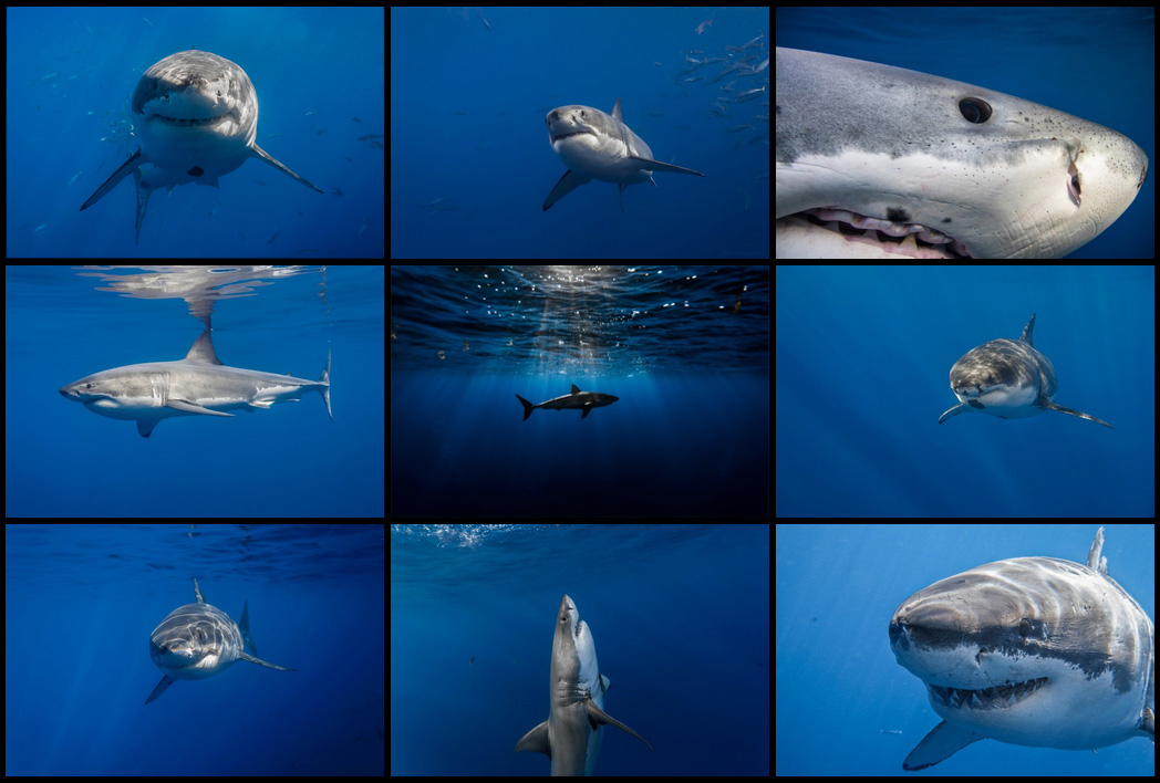 Great White Shark Photography of George Probst